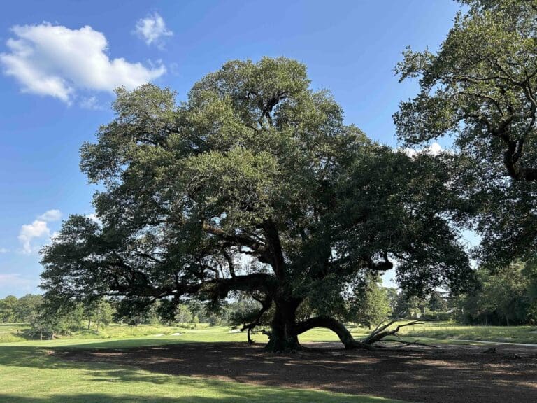 Fallen Oak | #1 Ranked Golf Course in Mississippi - Golfchase.com
